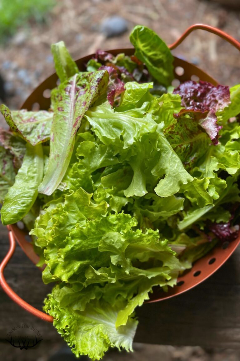 Fresh From the Garden Salad Recipe - Venison for Dinner