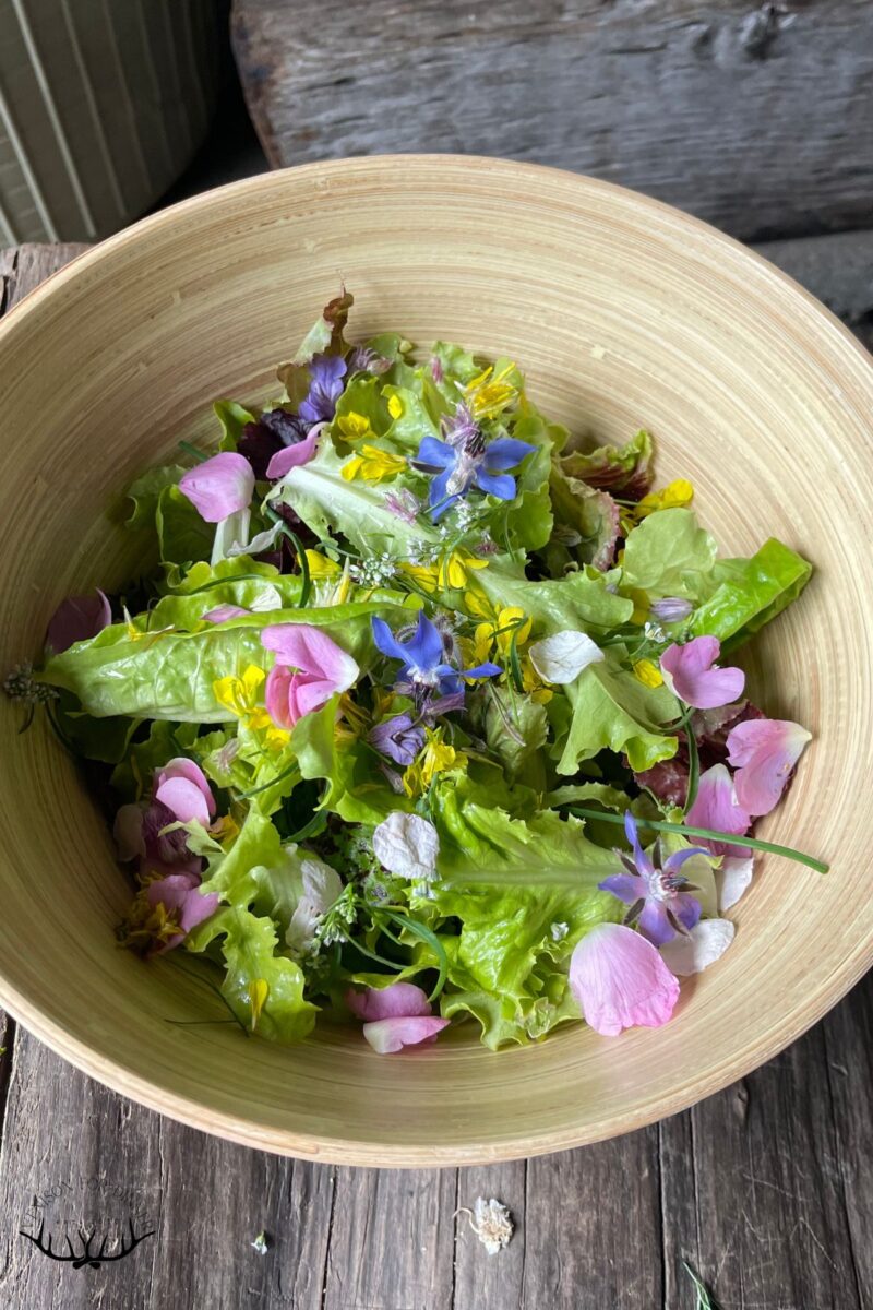 Fresh From the Garden Salad Recipe - Venison for Dinner