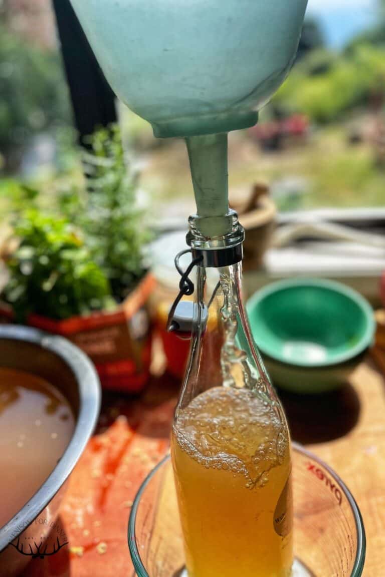 Ginger Beer Made with Ginger Bug - Venison for Dinner