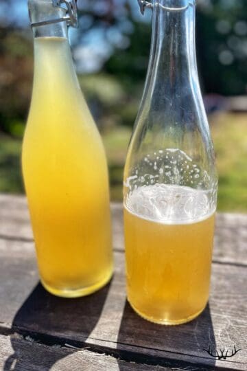 Ginger Beer Made with Ginger Bug - Venison for Dinner