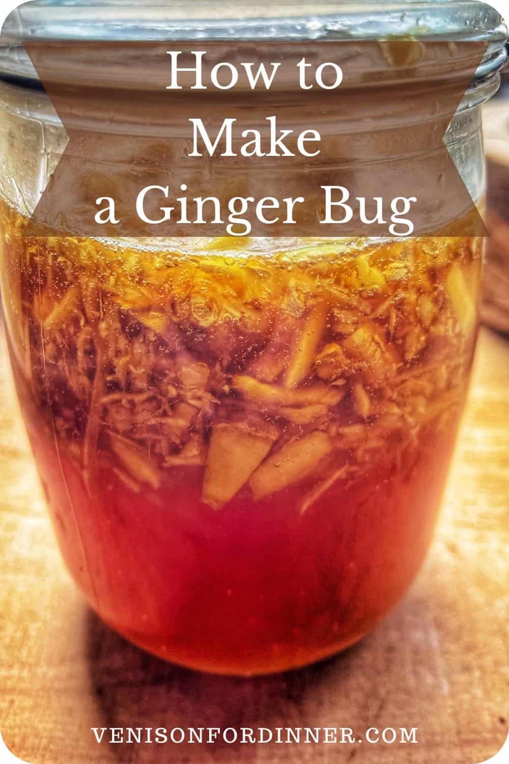 DIY Ginger Bug - Venison for Dinner